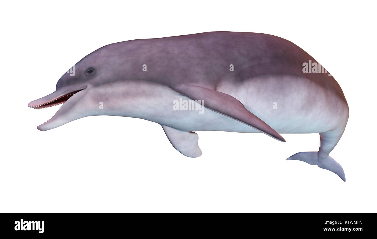 3D rendering of a dolphin isolated on white background Stock Photo - Alamy