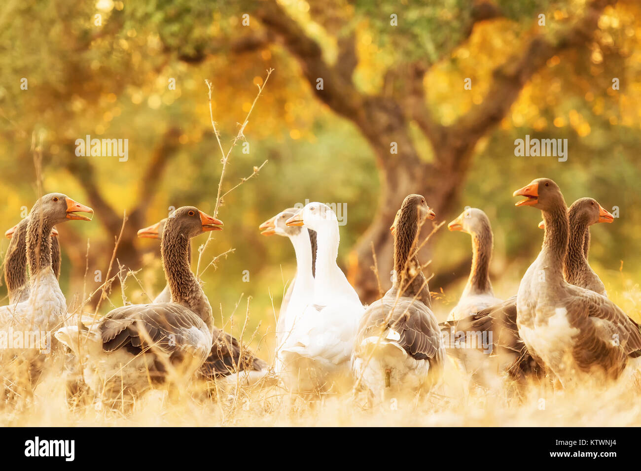 Many ducks in forest. A beautiful moment Stock Photo - Alamy