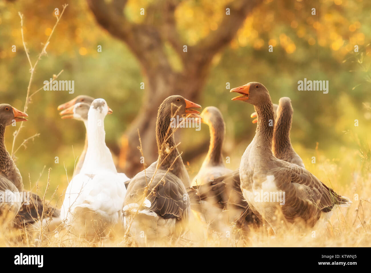 Beautiful ducks in forest Stock Photo - Alamy