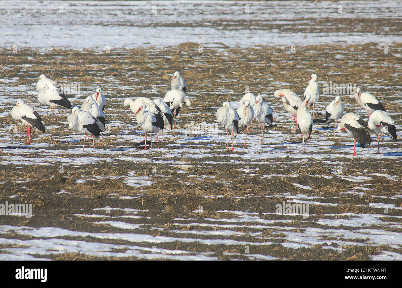 a flock of storks in the snow Stock Photo - Alamy