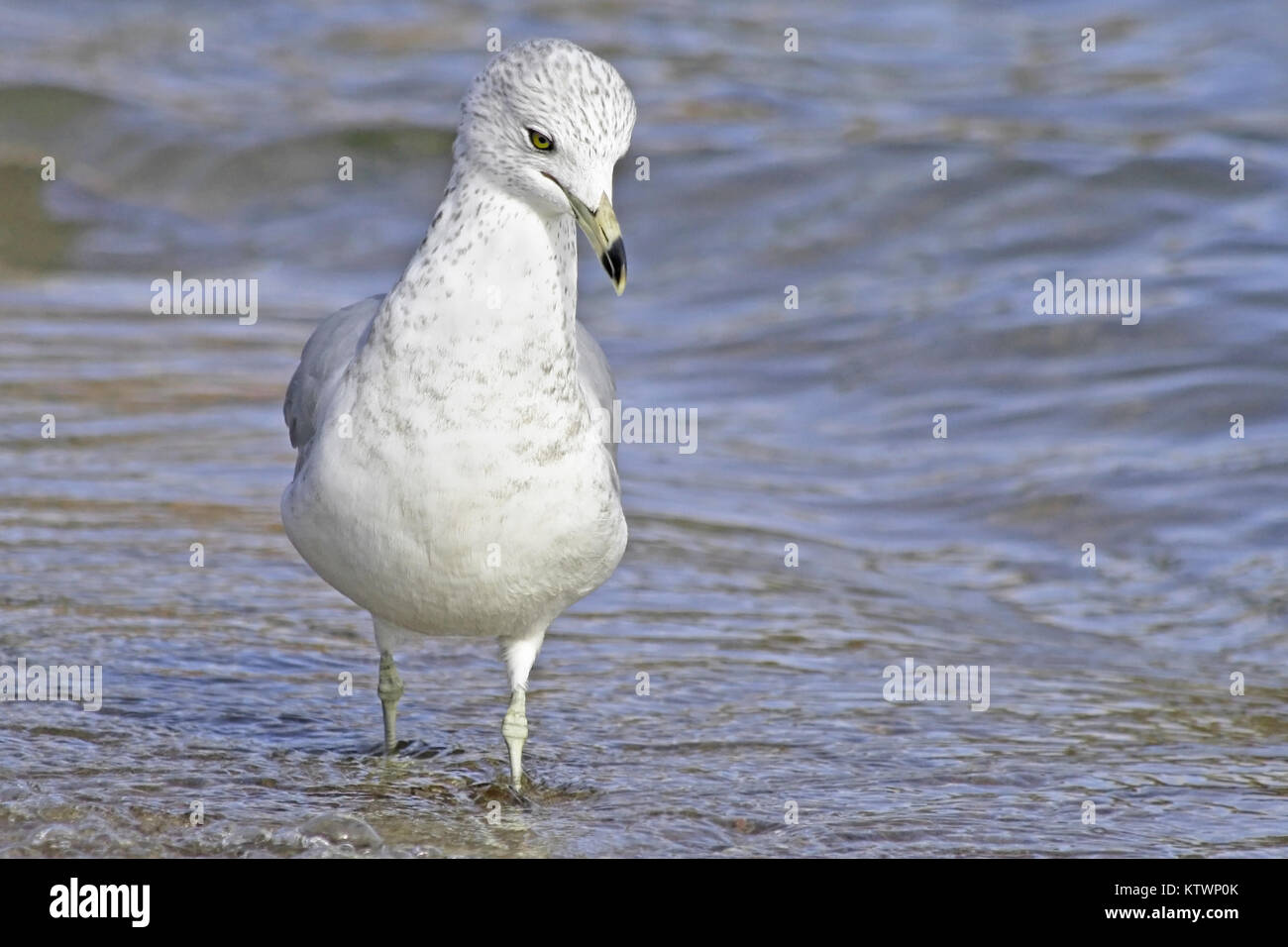 Young Seagull walking along the beach Stock Photo - Alamy