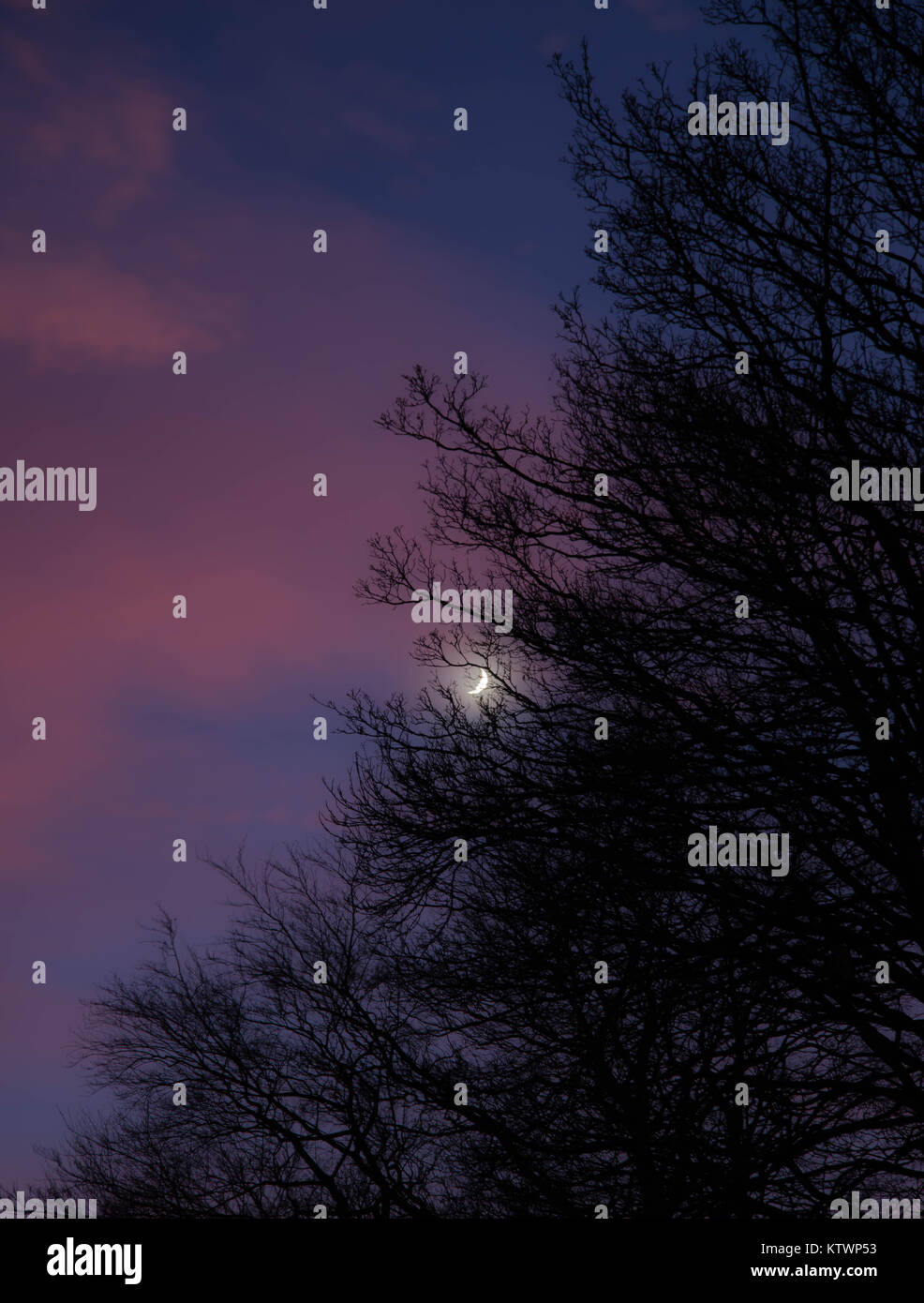 Crescent moon tree silhouette hi-res stock photography and images - Alamy