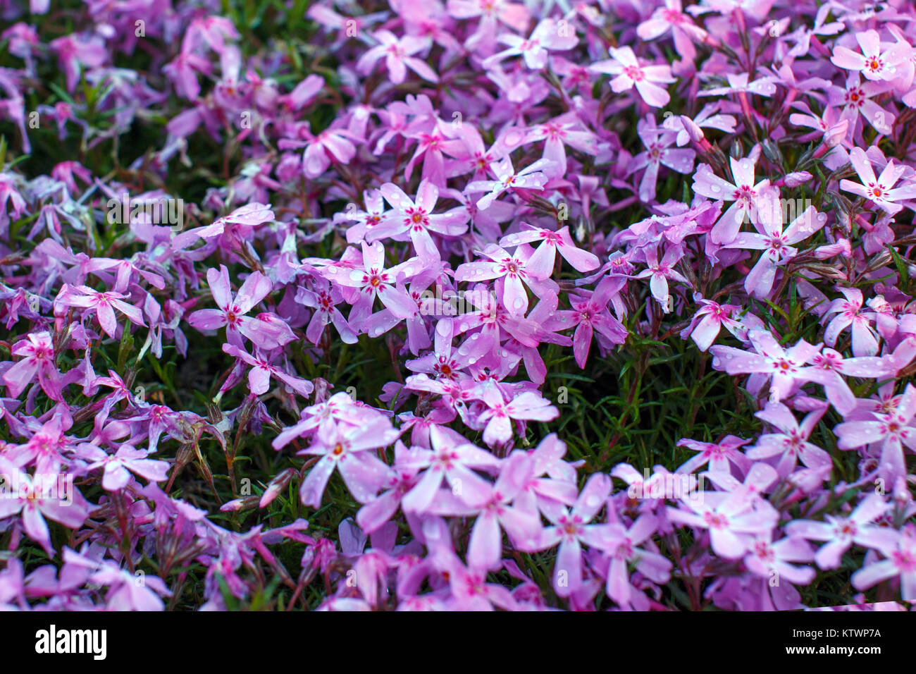 Colorful wild tree's flowers Stock Photo - Alamy
