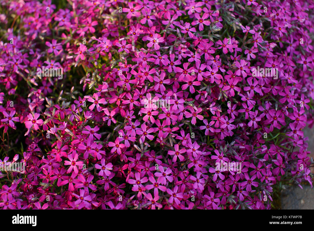 Wild tree's flowers Stock Photo - Alamy