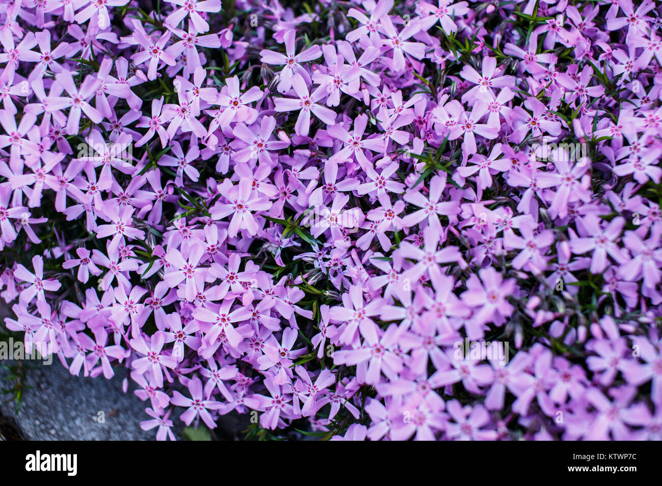 Wild tree's flowers Stock Photo - Alamy