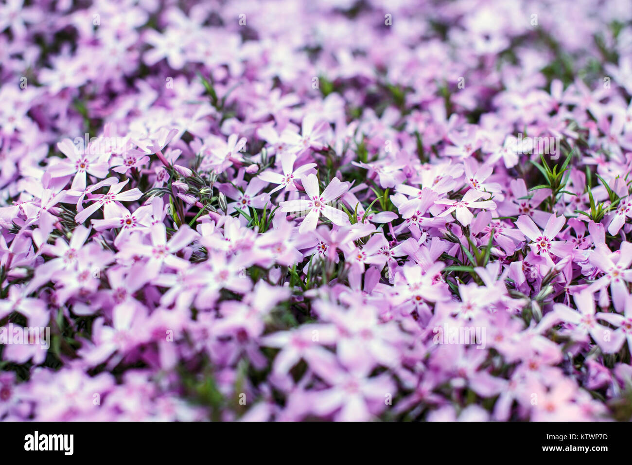 Colorful flowers . Natural shot Stock Photo - Alamy