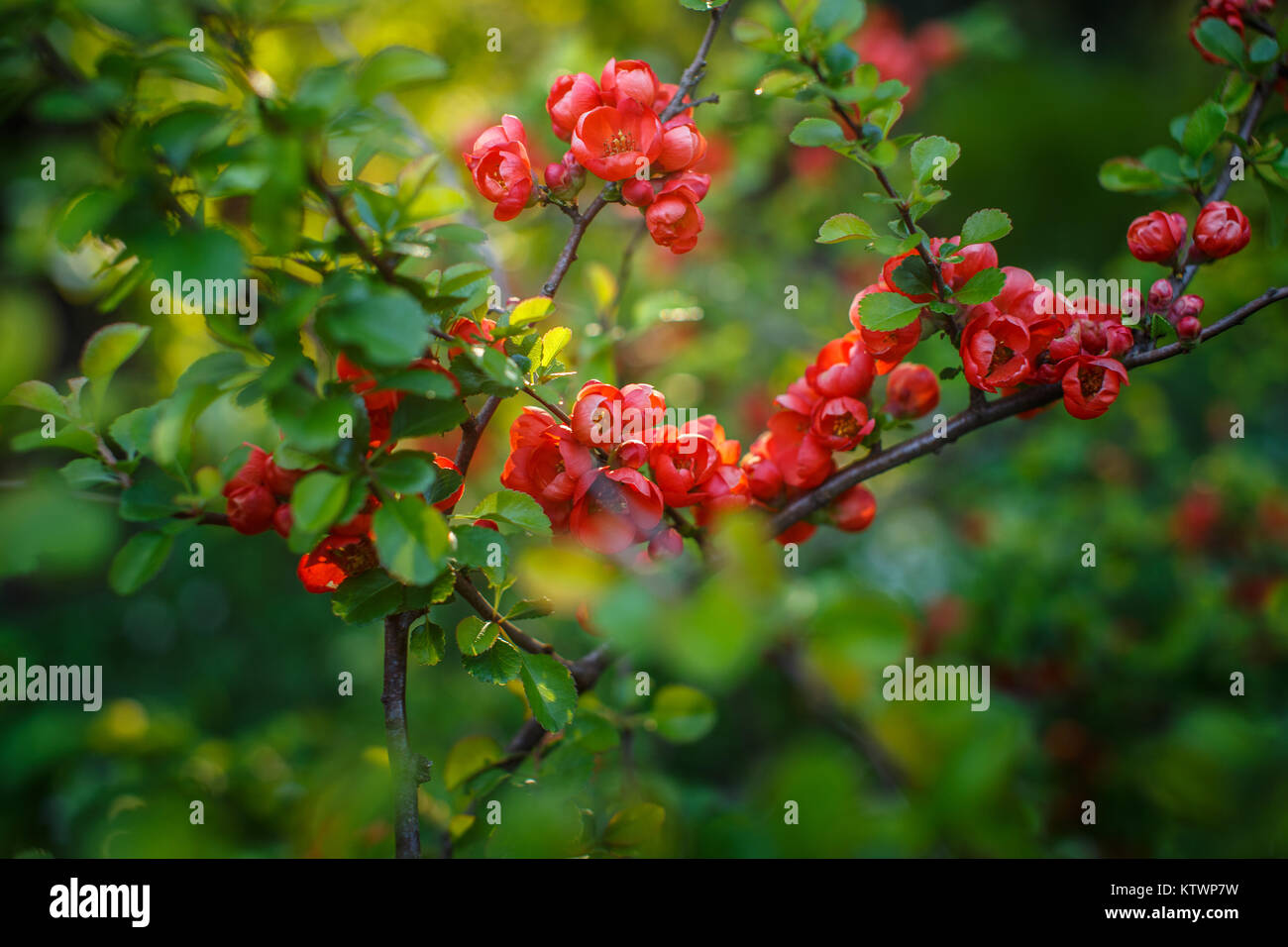 Close up image of tree flowers Stock Photo - Alamy