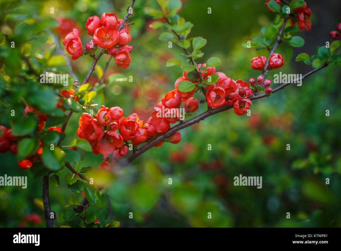 Wild tree's flowers Stock Photo - Alamy