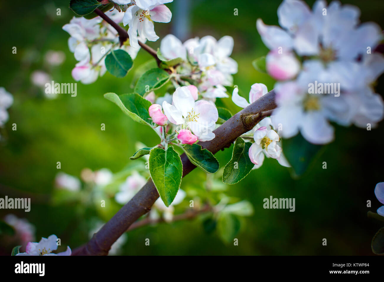 Colorful wild tree's flowers Stock Photo - Alamy