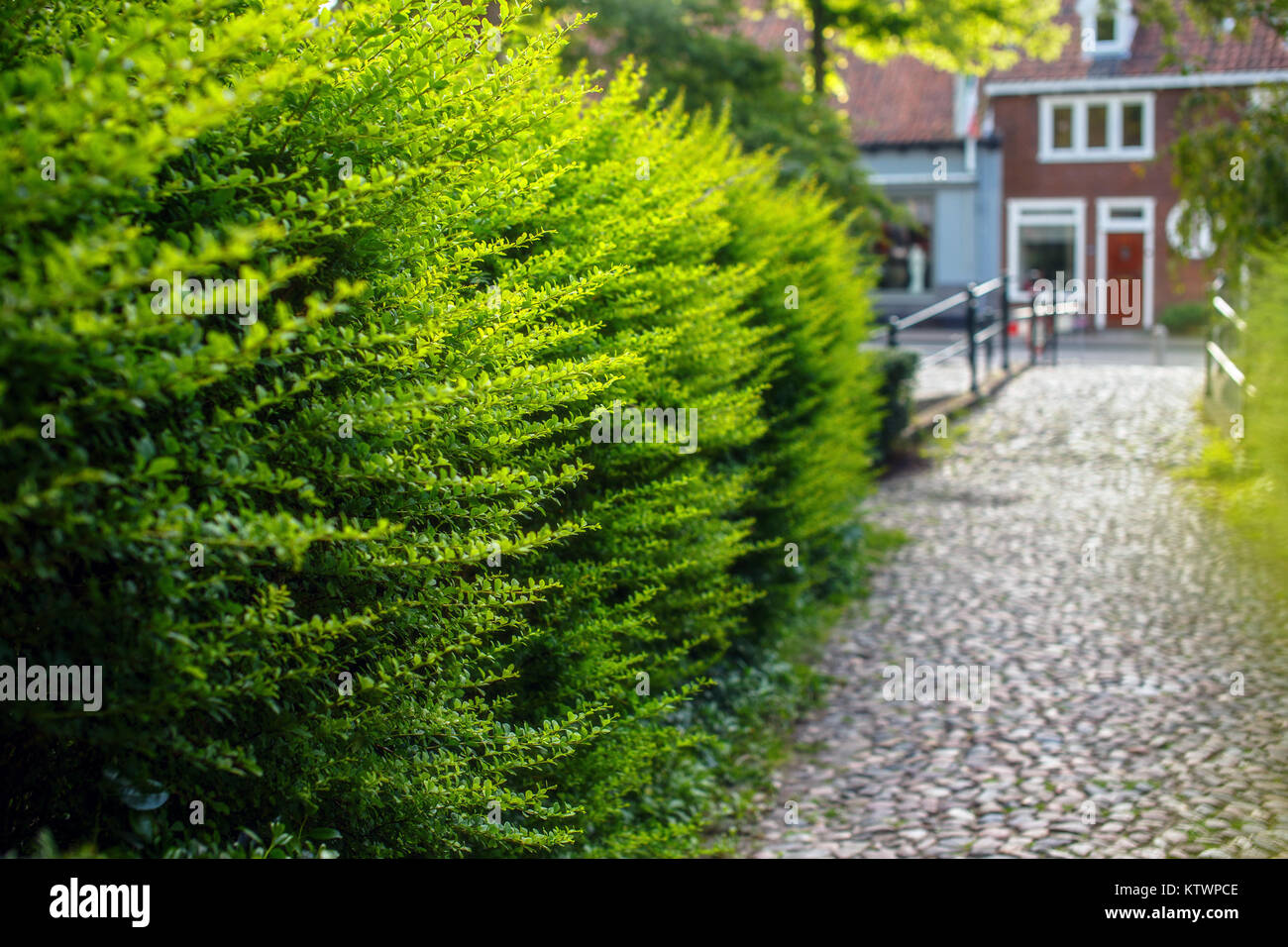 Green bushes. Amsterdam Stock Photo - Alamy