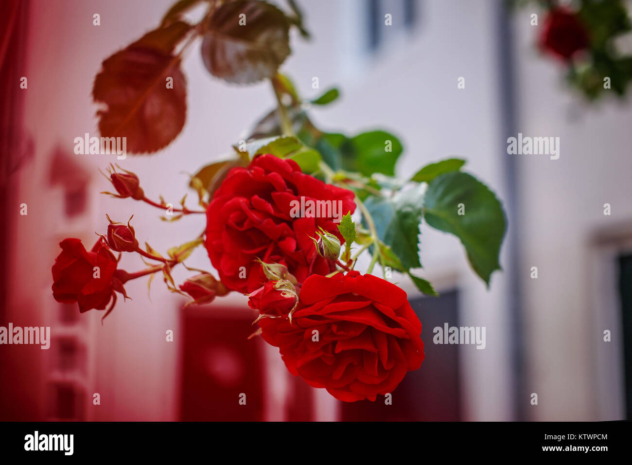Bush of red roses Stock Photo - Alamy