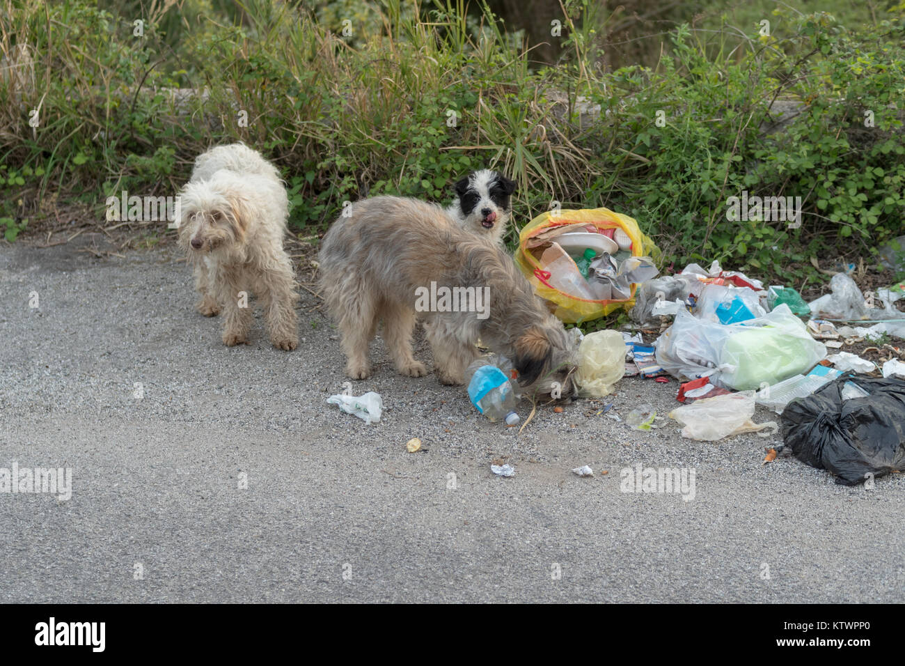 Sad, abandoned dogs they look for food in the waste in the road Stock ...
