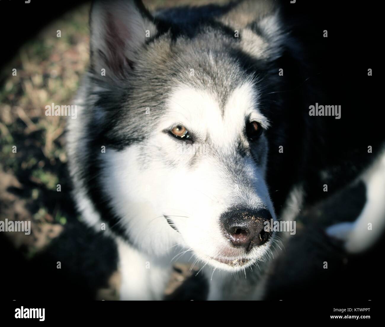 Very sweet looking hi-res stock photography and images - Alamy