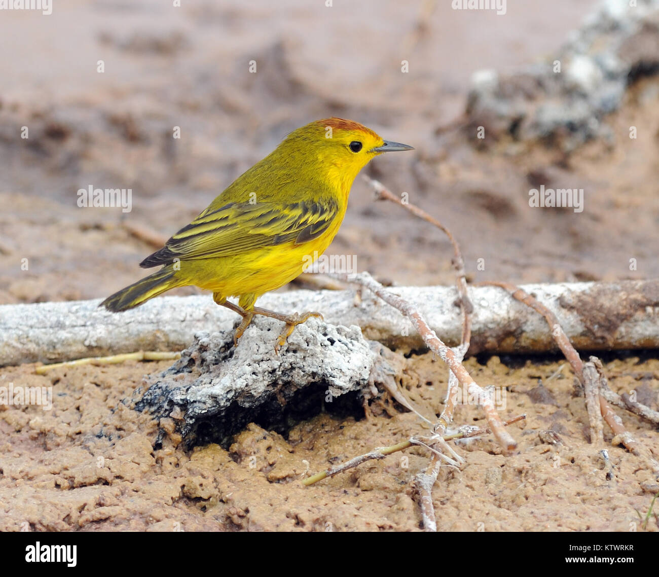 The yellow warbler (Setophaga petechia, Dendroica petechia) foraging by ...