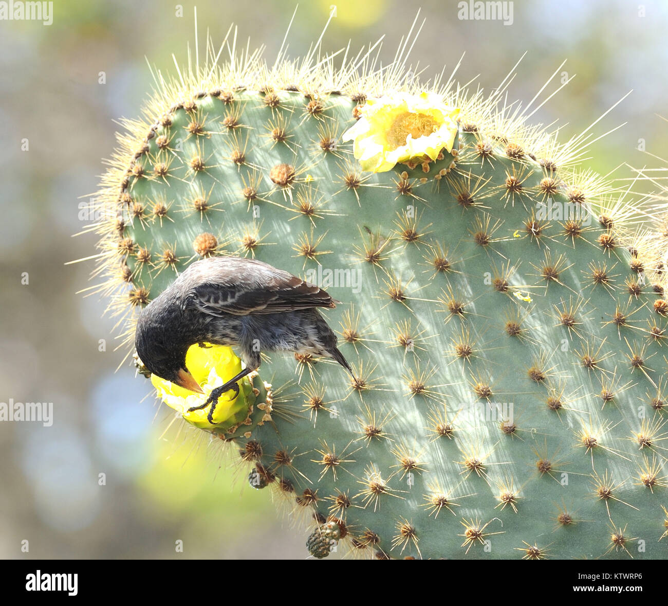 Cactus Finch High Resolution Stock Photography and Images - Alamy