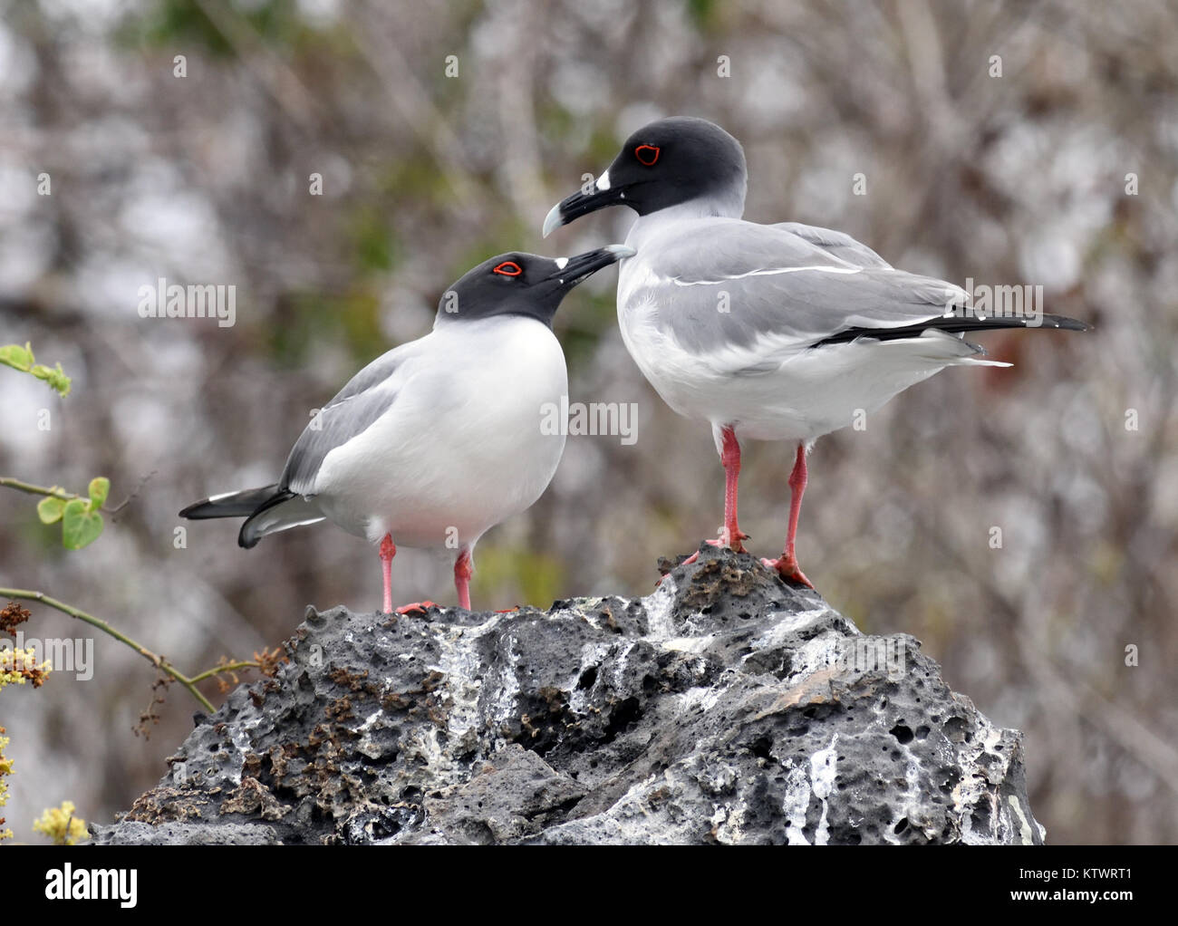 Sea bird guano hi-res stock photography and images - Alamy