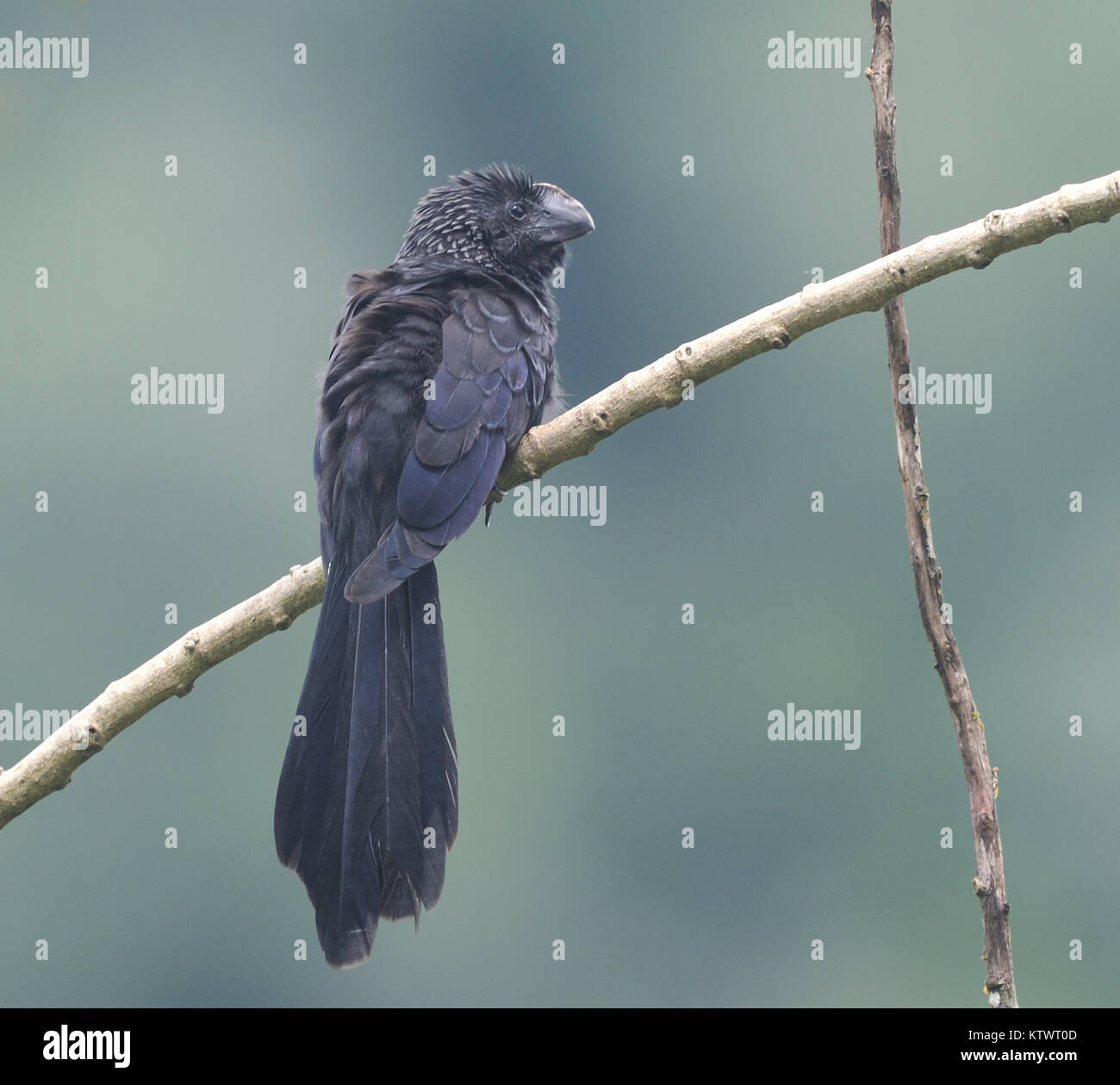 A smooth-billed ani (Crotophaga ani) . Yasuni National Park, Amazon ...