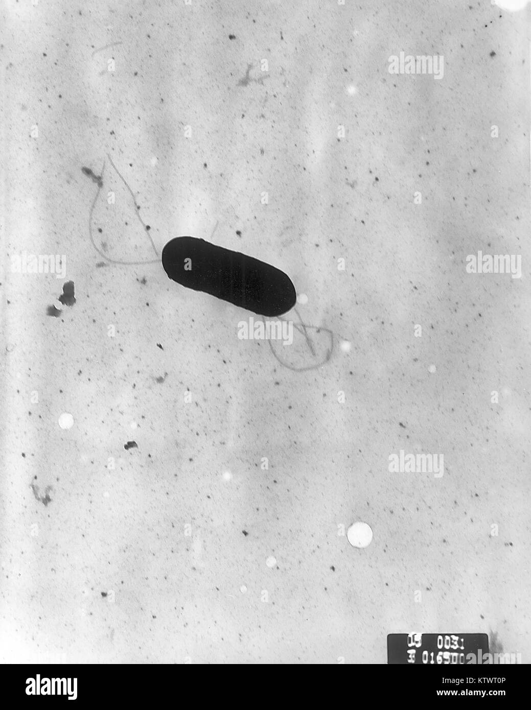 Listeria monocytogenes hi-res stock photography and images - Alamy