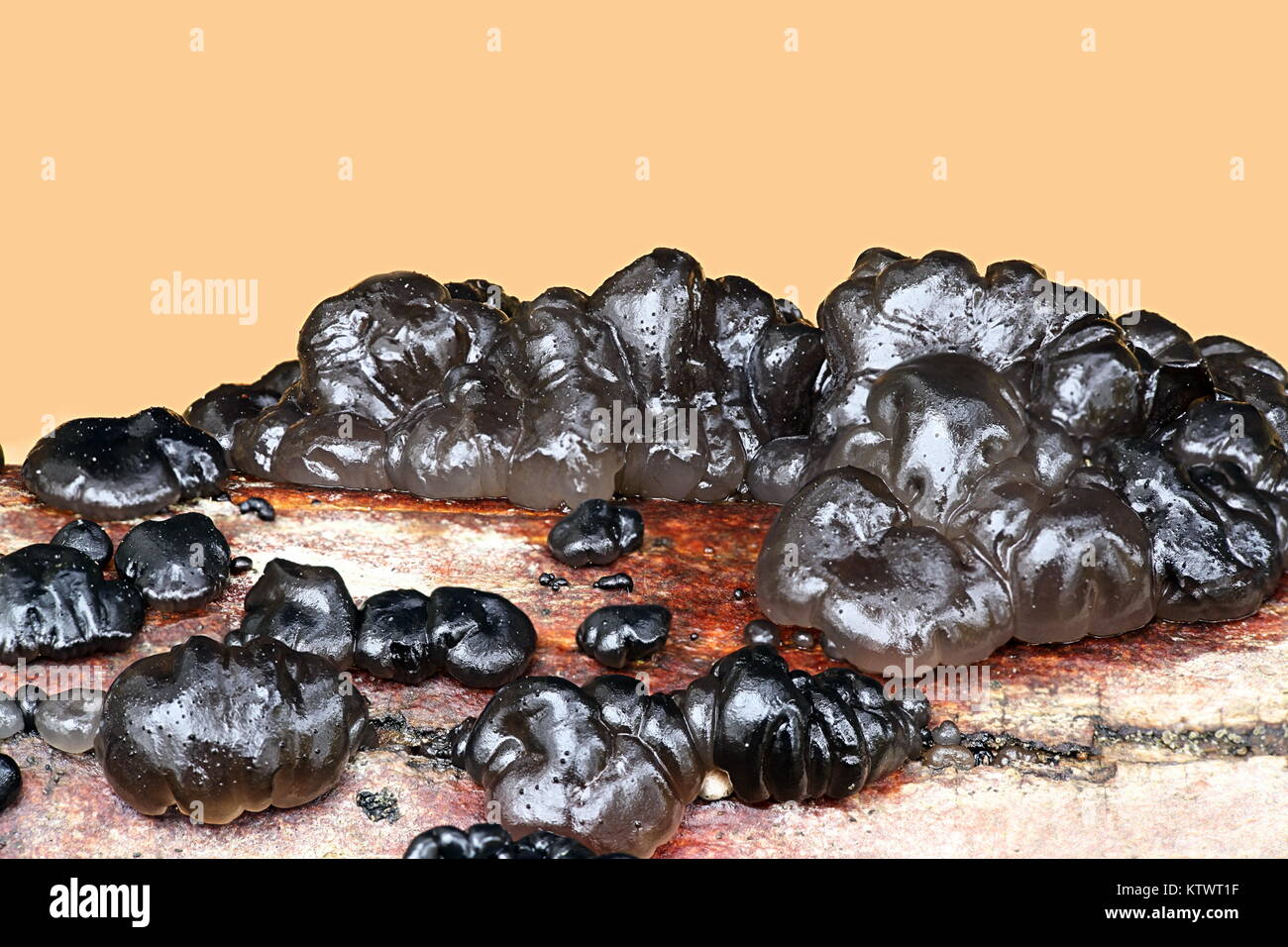 Black witches butter fungus, Exidia glandulosa Stock Photo - Alamy