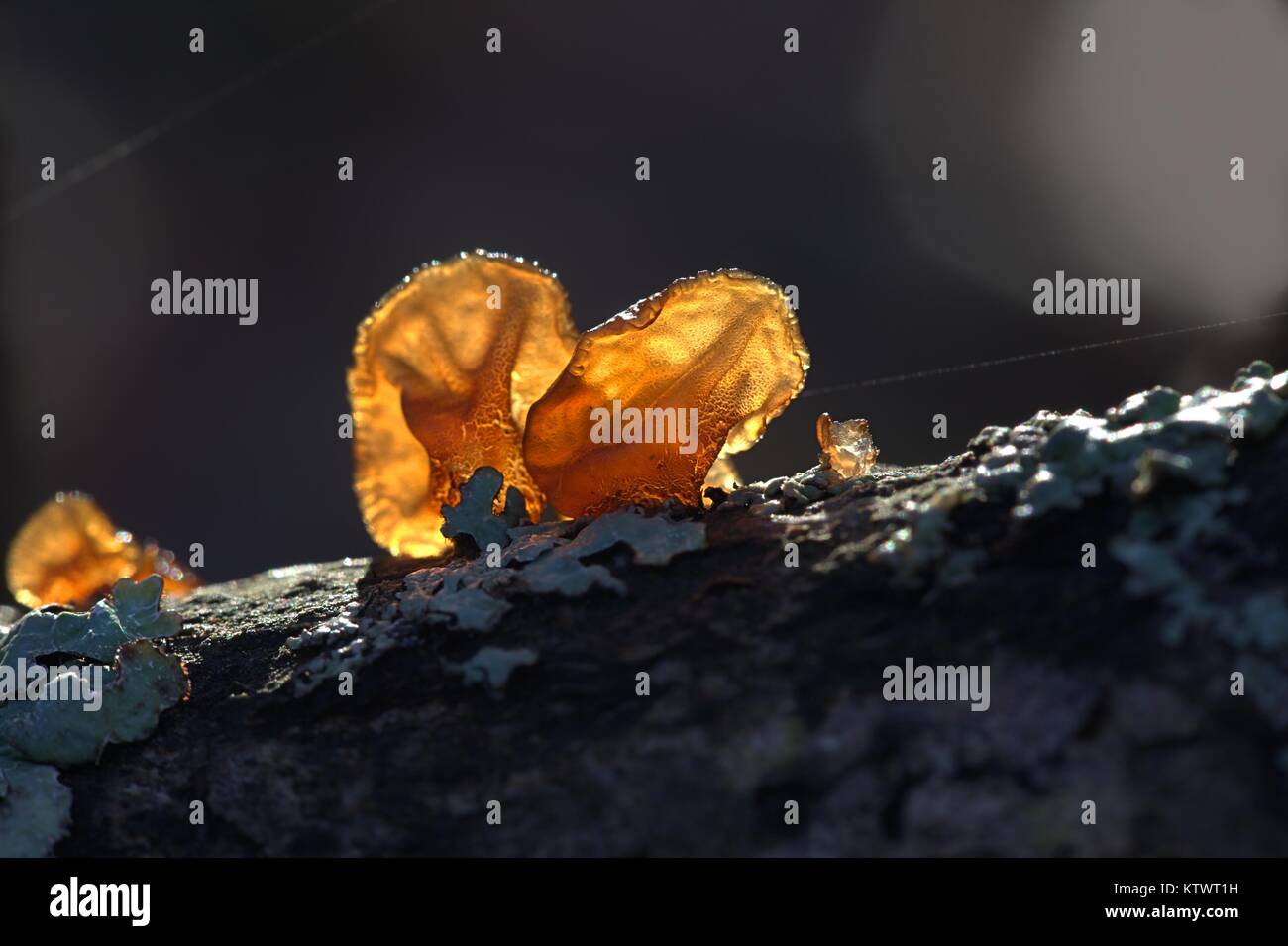 Amber jelly fungus, Exidia recisa, growing on a willow in Finland Stock ...