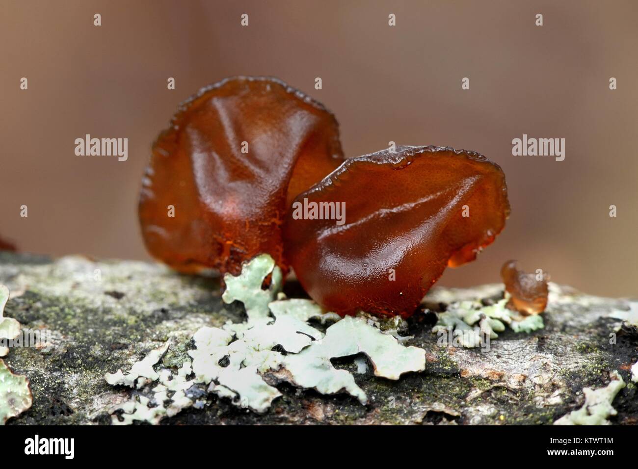 Amber jelly fungus, Exidia recisa, growing on a willow in Finland Stock ...