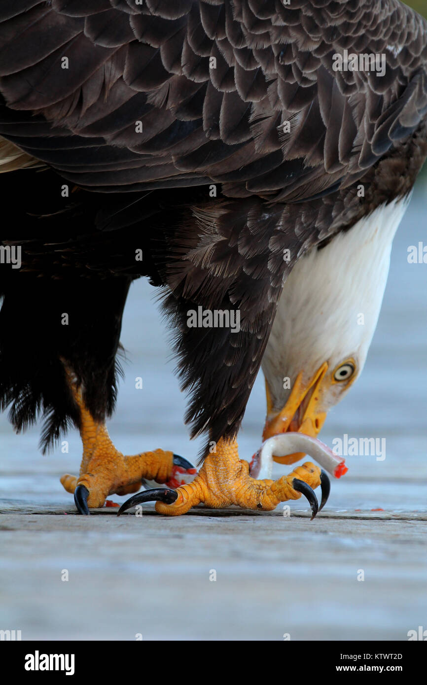 Bald eagle talons close up hi-res stock photography and images - Alamy