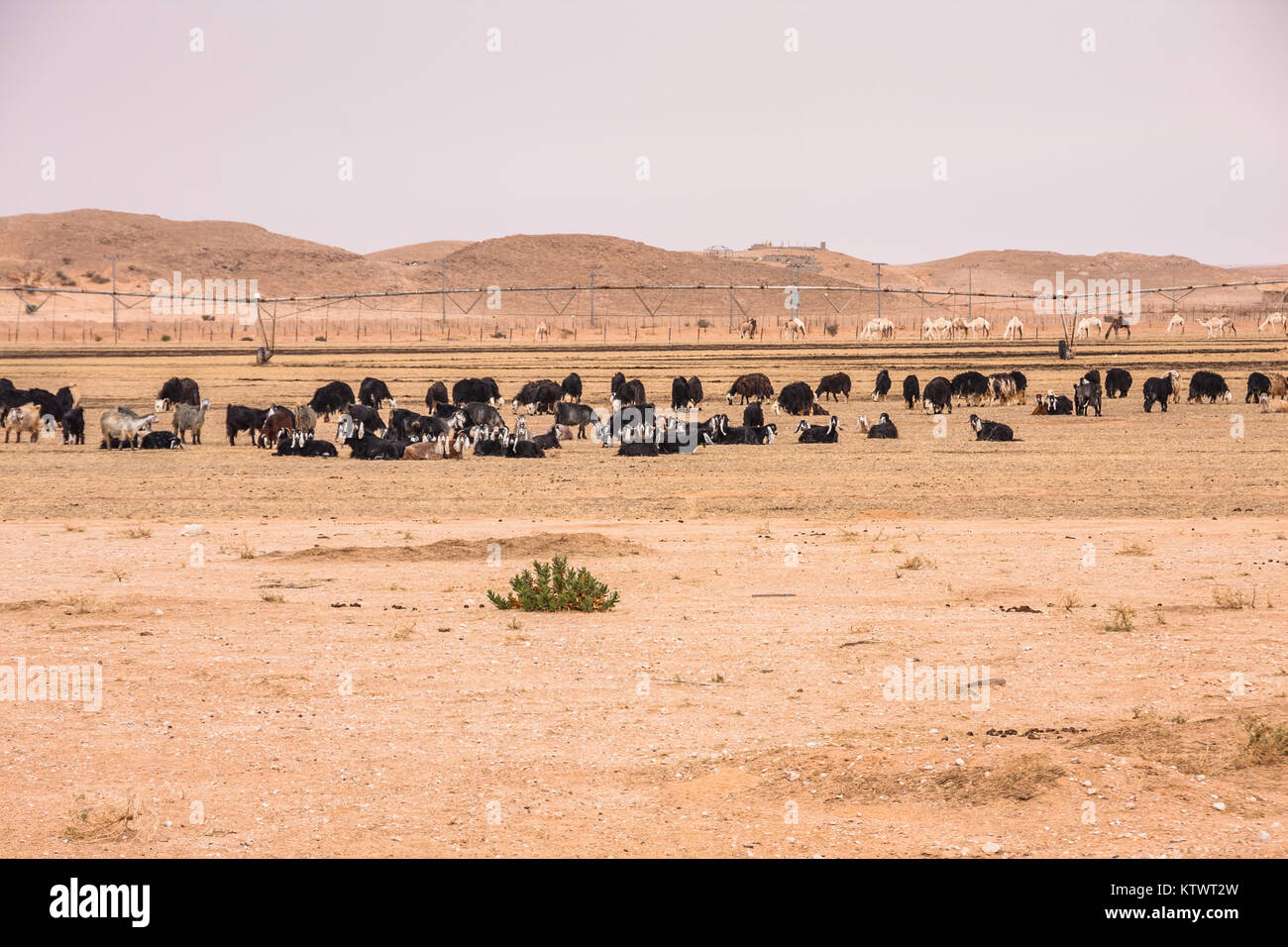 Desert sheep saudi arabia hi-res stock photography and images - Alamy