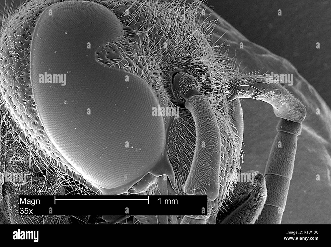 This image depicts a scanning electron micrograph (SEM) of a wasp's ...