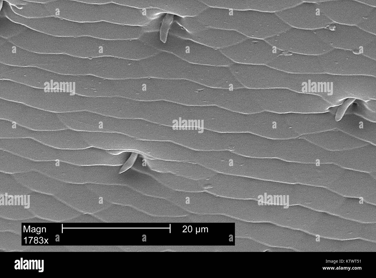 Chitinous shell ladybug hi-res stock photography and images - Alamy