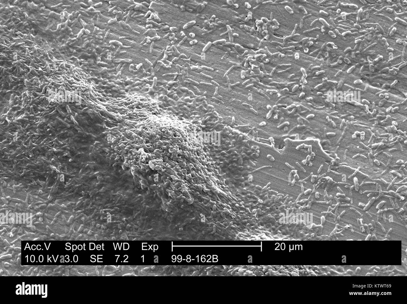 Scanning electron micrograph (SEM) of a laboratory-grown potable water ...