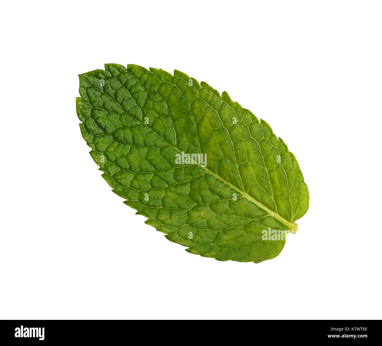 Close up one fresh green mint leaf isolated on white background ...