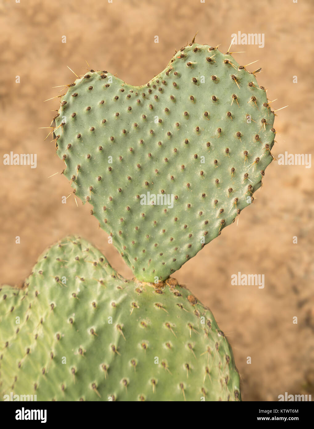 Heart shaped cactus called Prickly Pear Stock Photo - Alamy