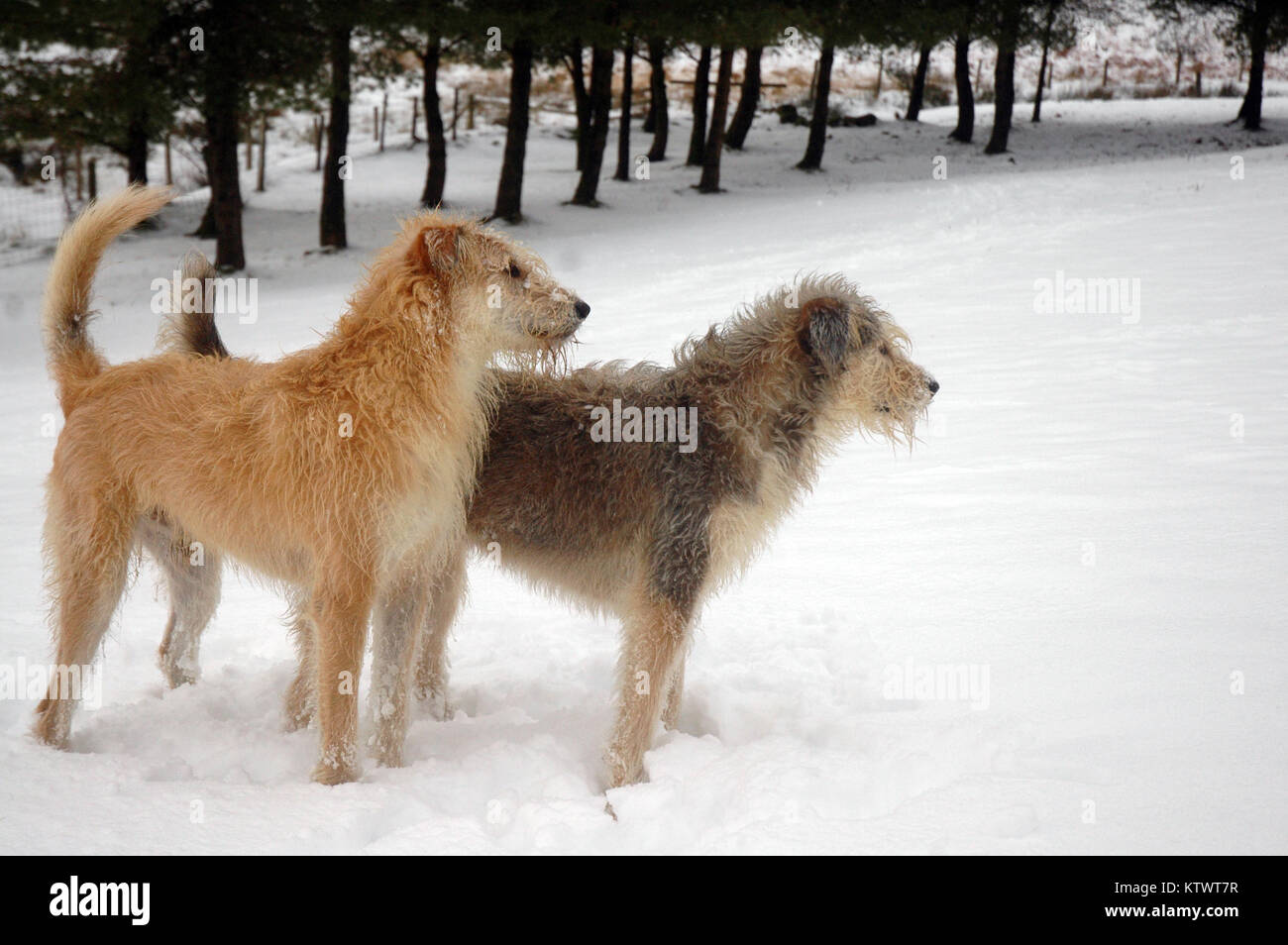 two scruffy long haired dogs, one light brown, one grey, standing ...