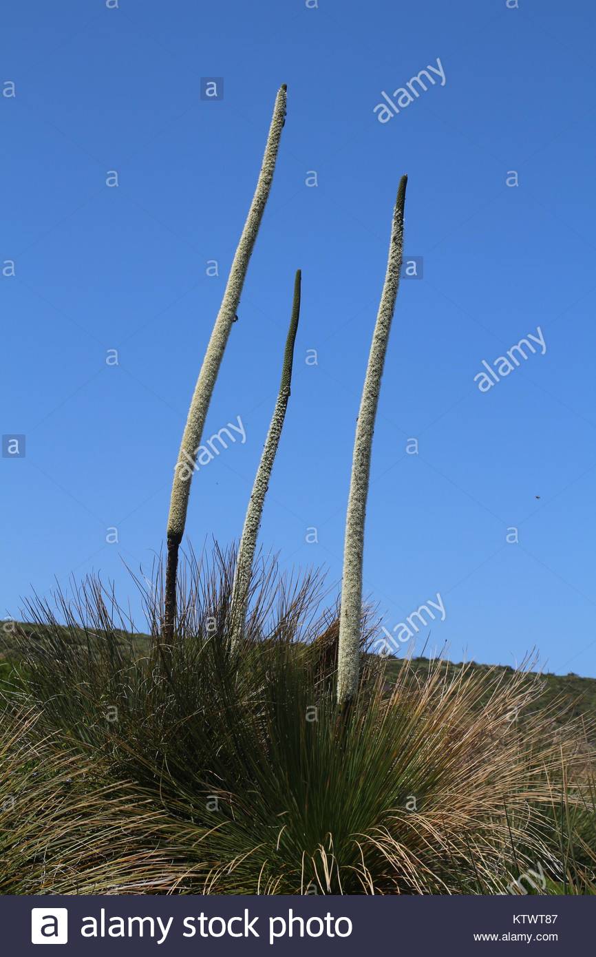 Australian Grasstree High Resolution Stock Photography and Images - Alamy