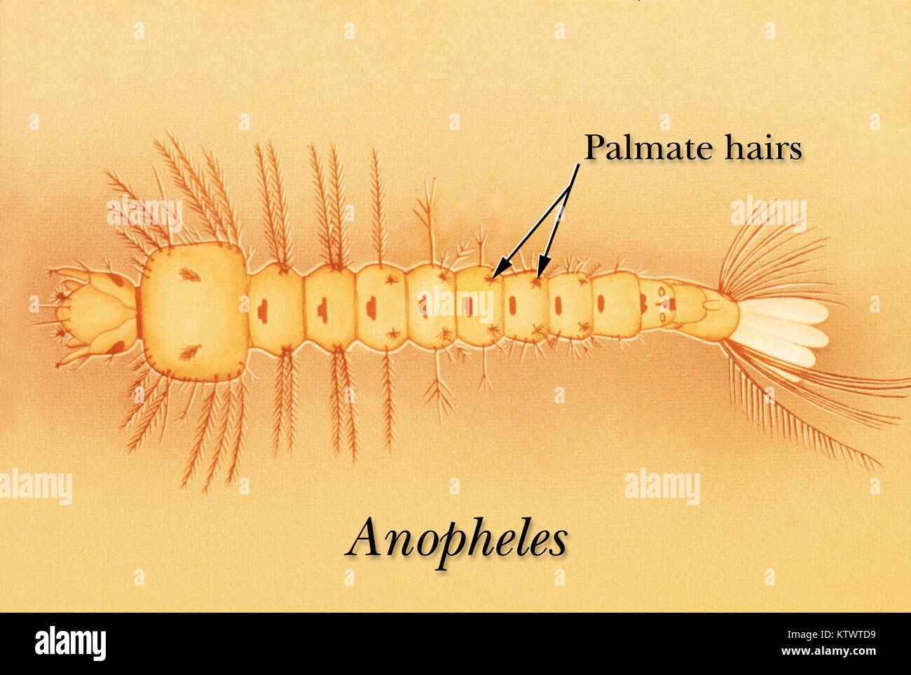 Drawing identifying palmate hairs on an Anopheles mosquito larva ...