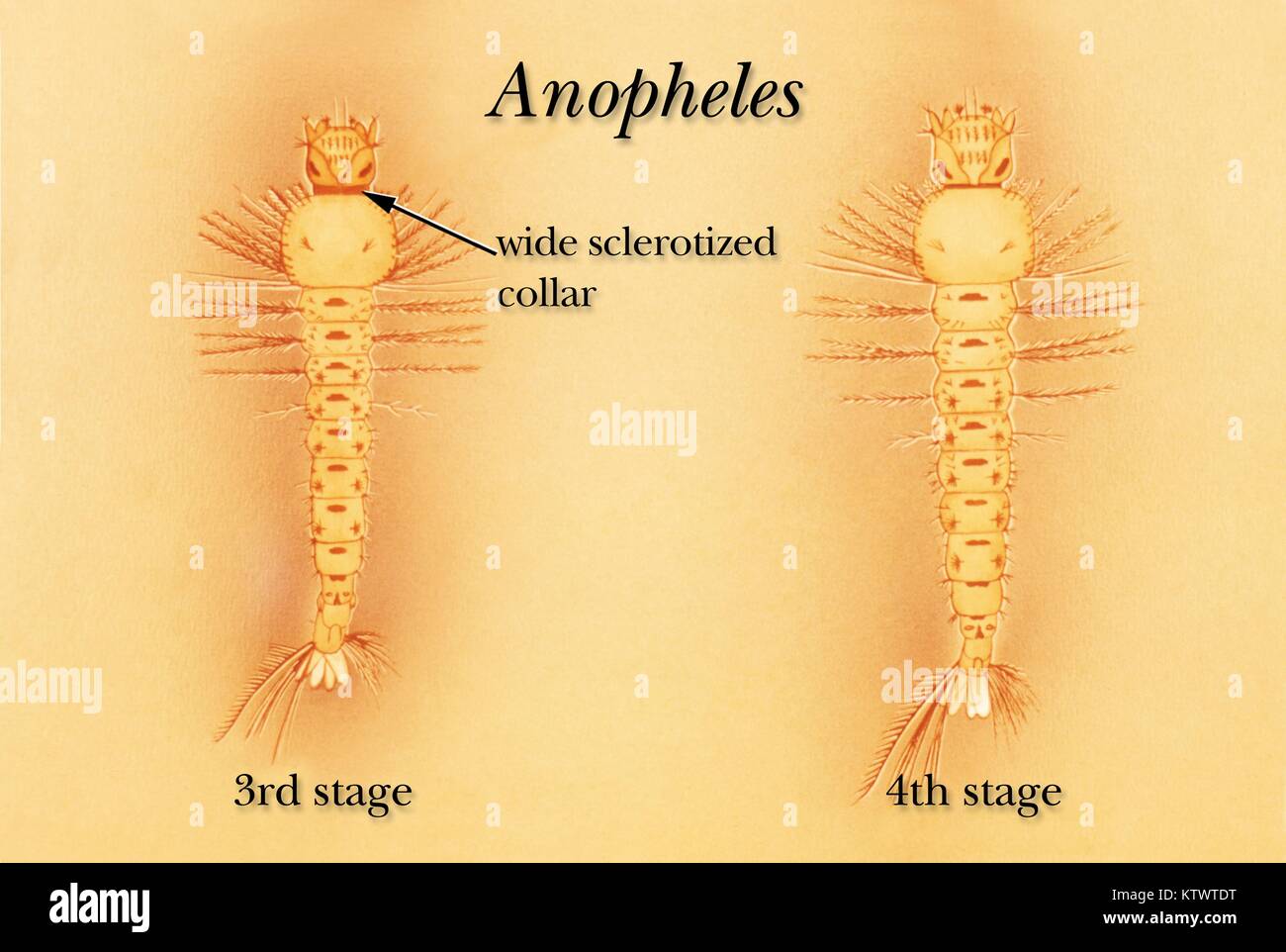Anopheles Larvae