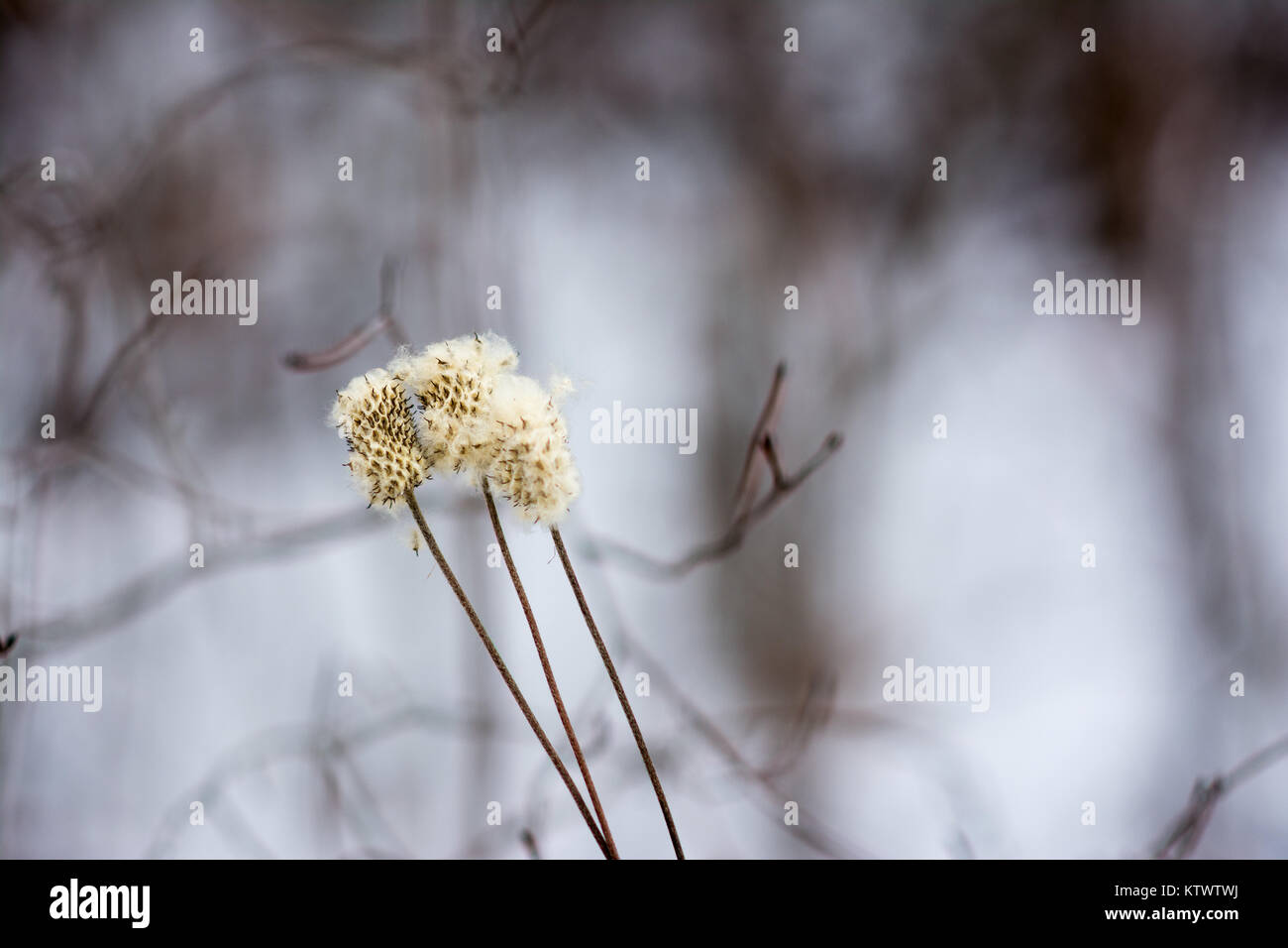 Dead grass background hi-res stock photography and images - Alamy