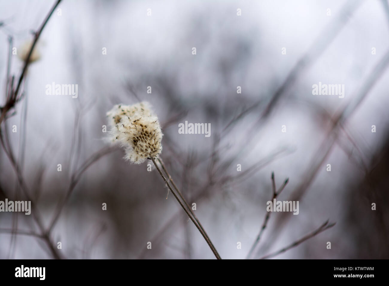 Dead grass background hi-res stock photography and images - Alamy