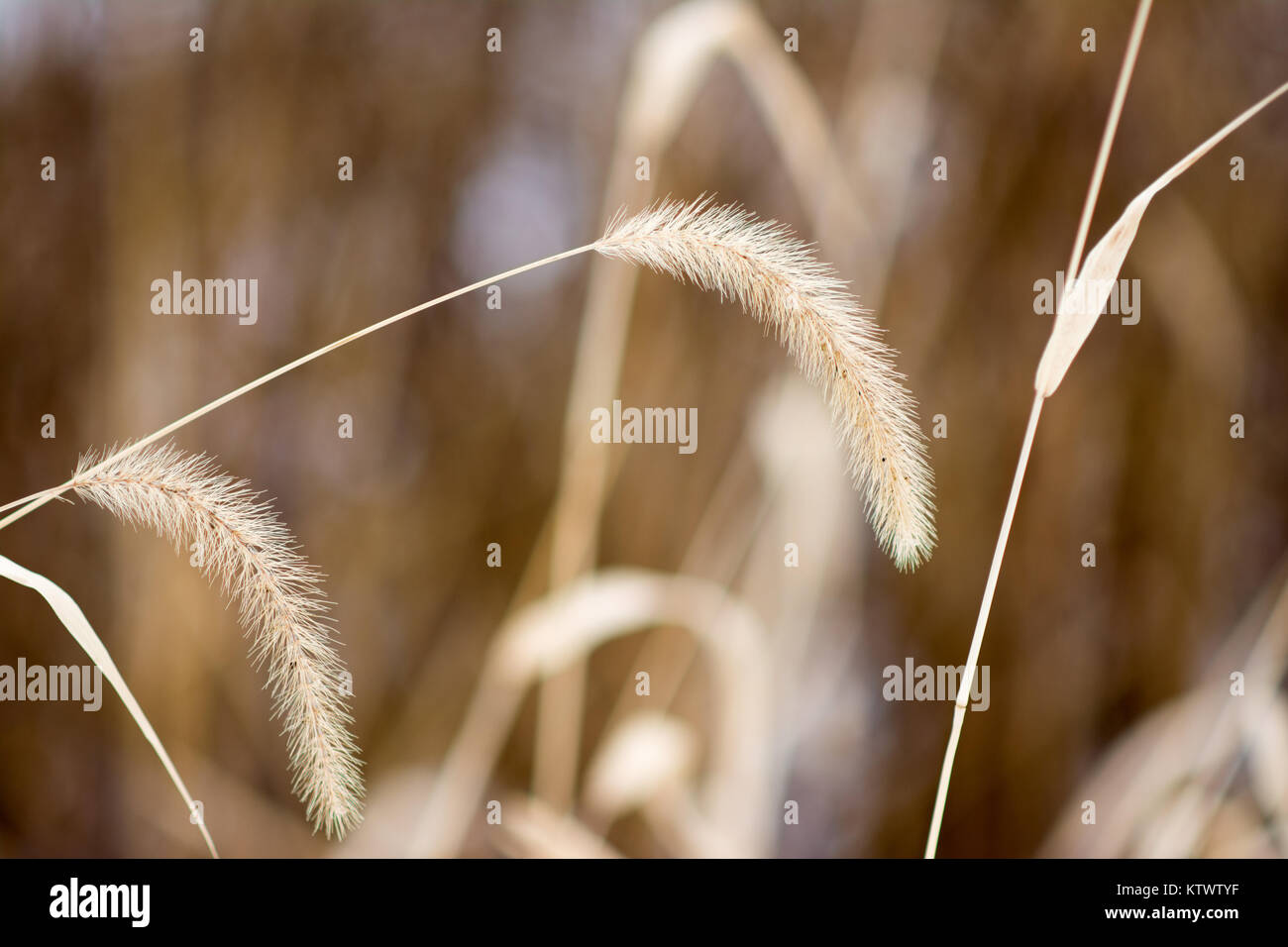 Dead grass texture hi-res stock photography and images - Alamy