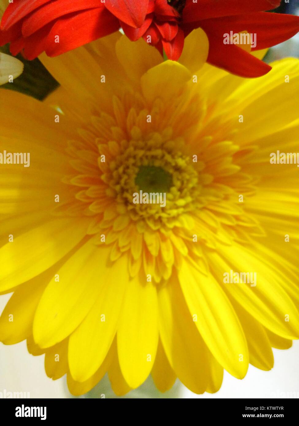 Fresh yellow flowers Stock Photo - Alamy