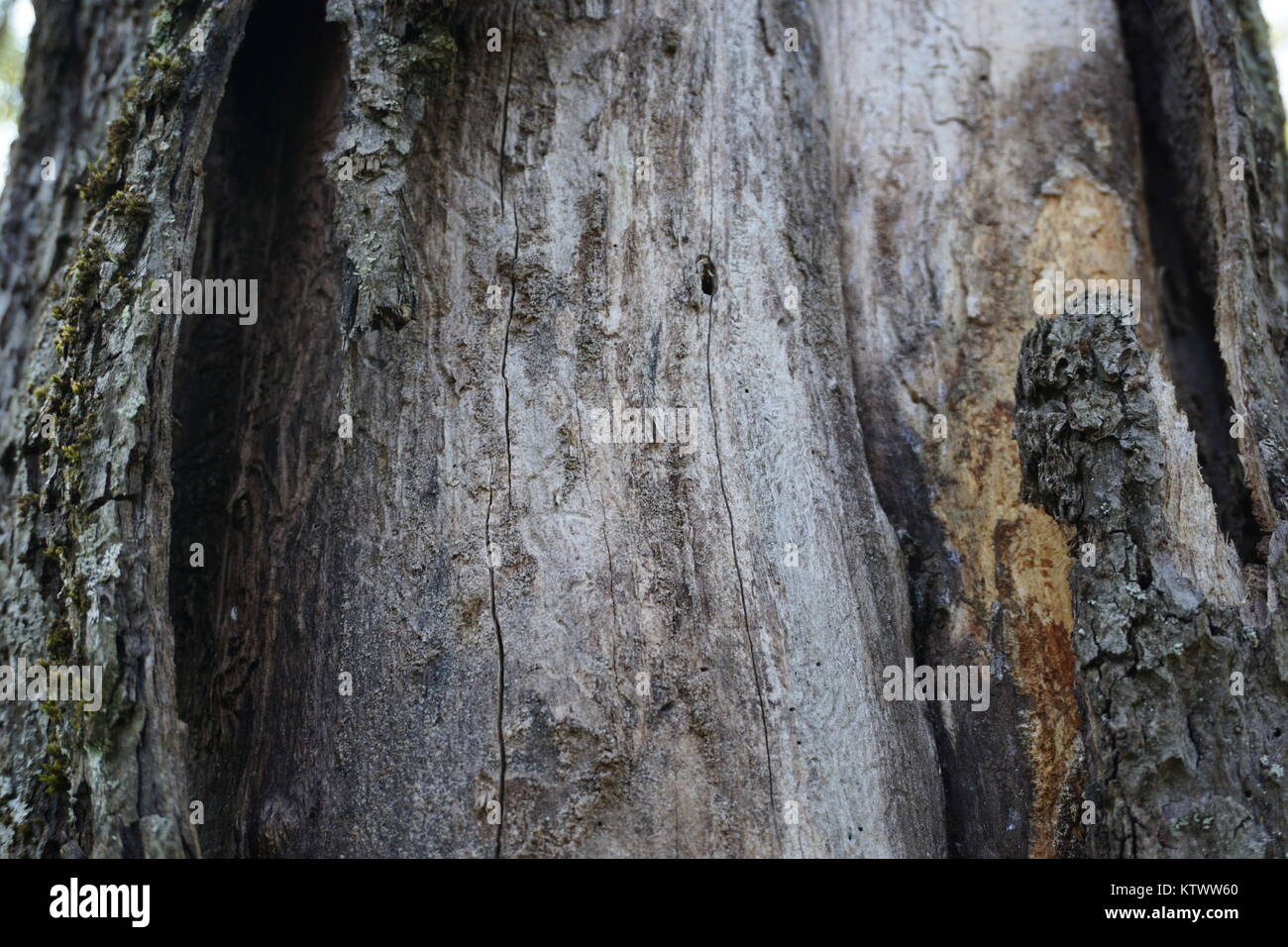 Beautiful tree bark hi-res stock photography and images - Alamy
