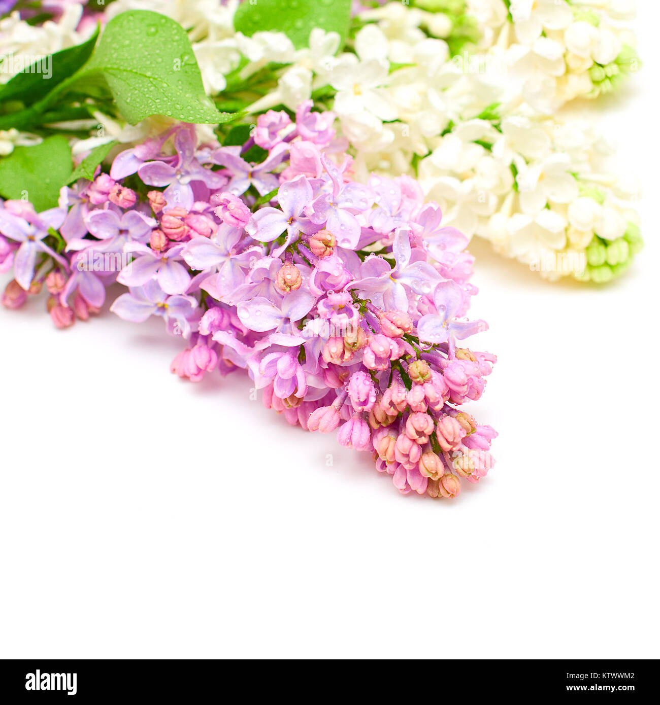 Lilac flowers bouquet - floral border Stock Photo - Alamy