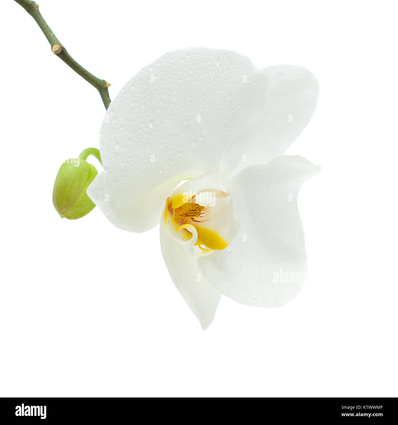 White orchid flower isolated Stock Photo - Alamy
