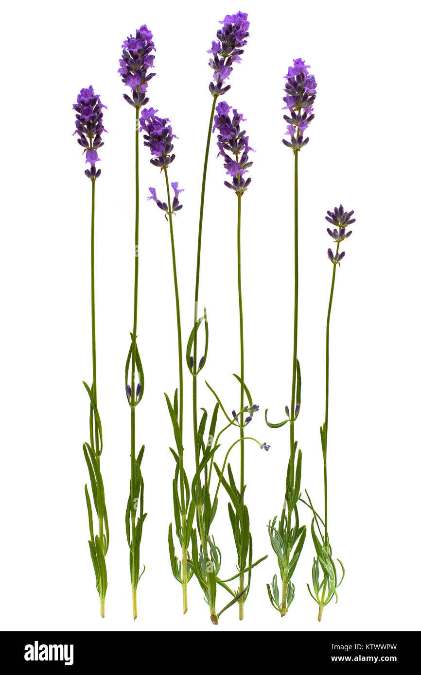 Lavender stem isolated on white background Stock Photo - Alamy