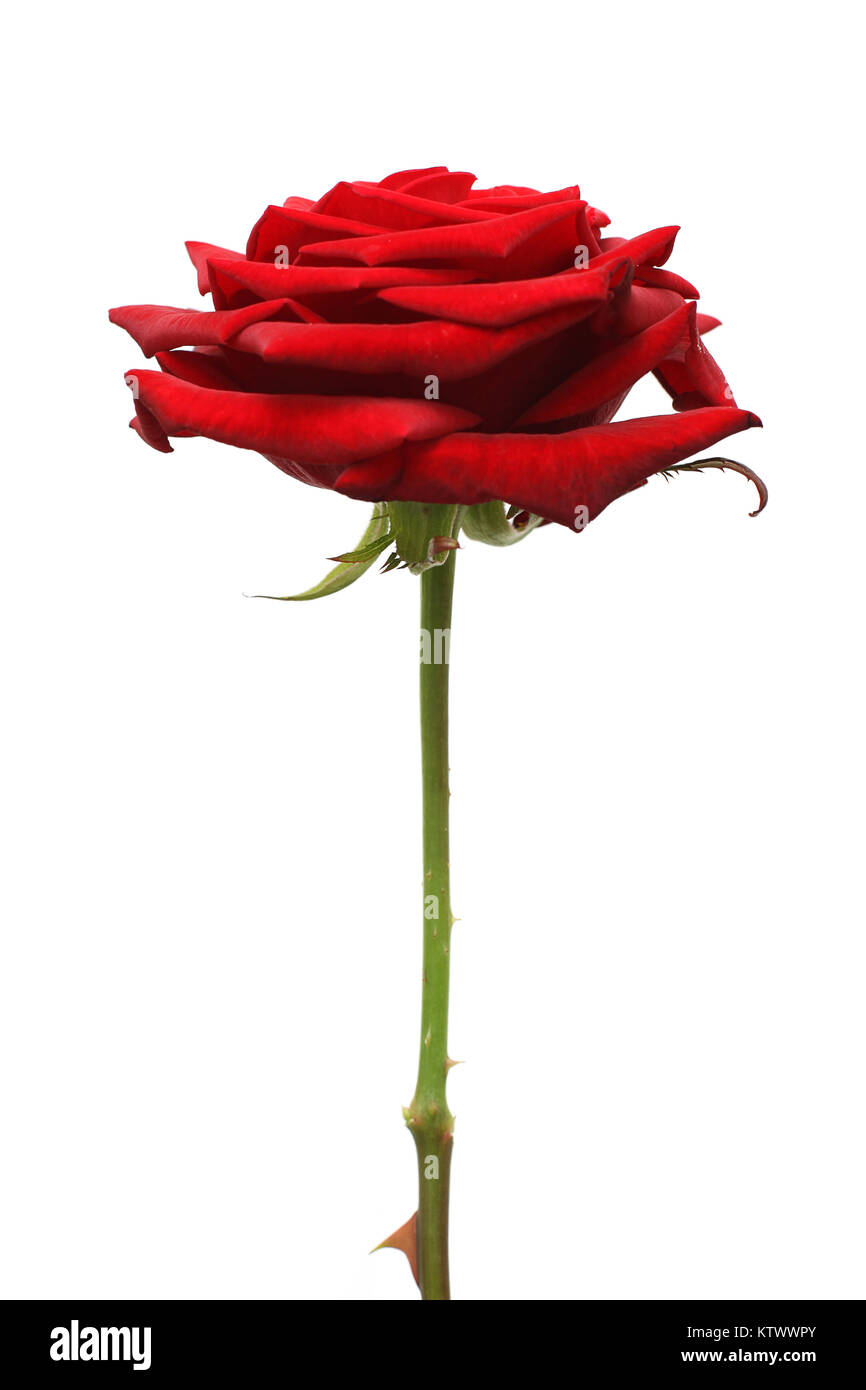 Red rose flower isolated on white background Stock Photo - Alamy