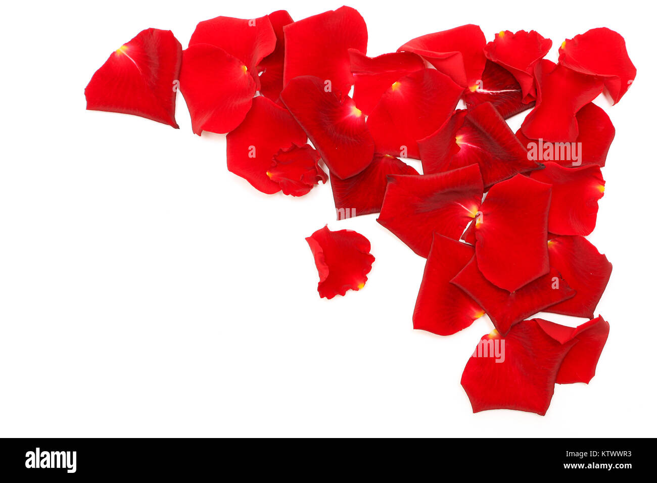 Red rose petals isolated on white background Stock Photo - Alamy