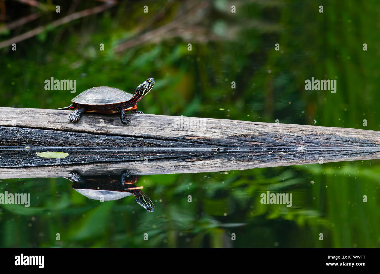 Painted turtle on log hi-res stock photography and images - Alamy