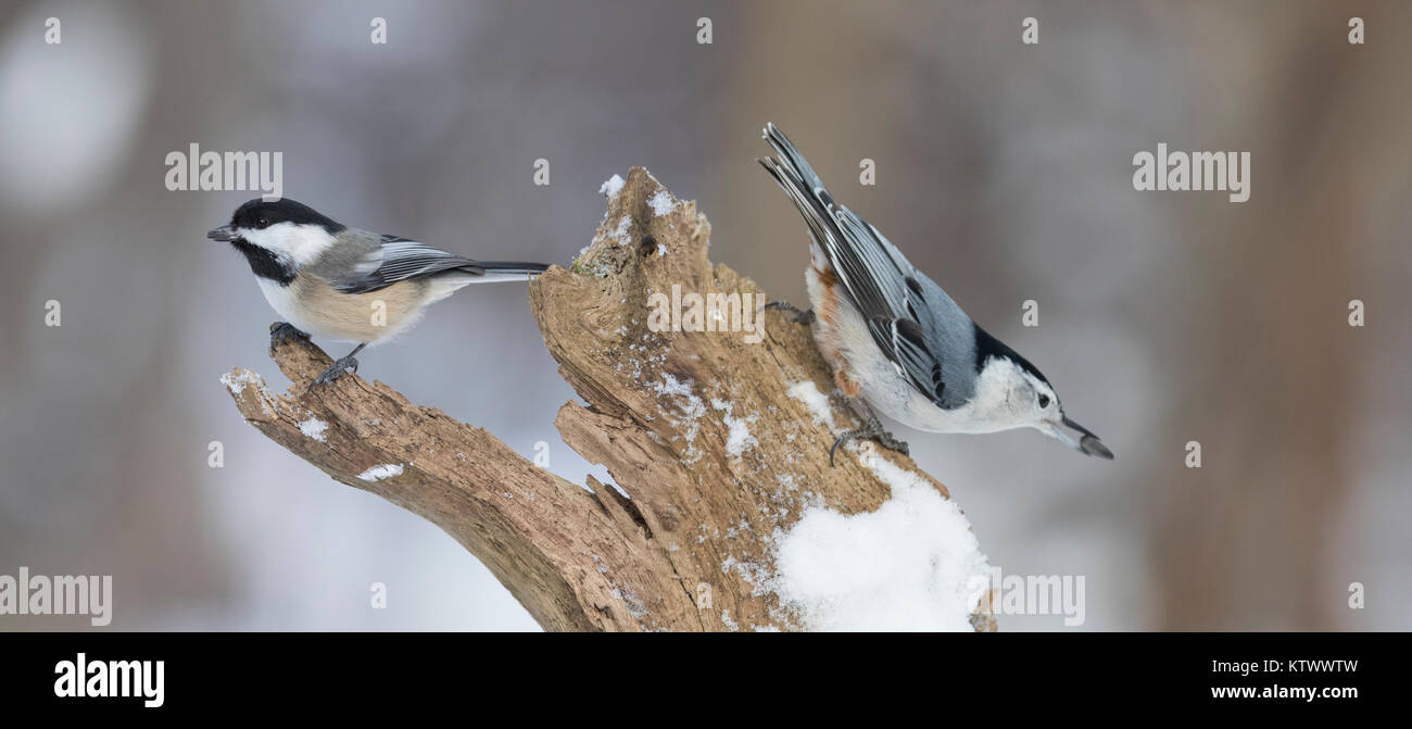 White-breasted Nuthatch vs Black-capped Chickadee Stock Photo - Alamy