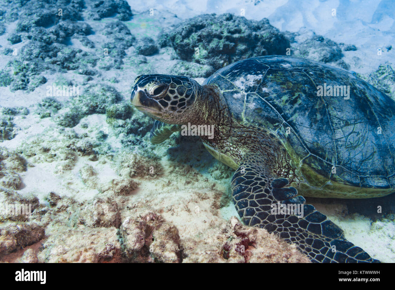 Explore turtle hi-res stock photography and images - Alamy