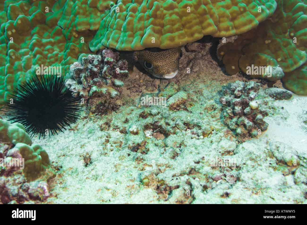 Pufferfish underwater hi-res stock photography and images - Alamy